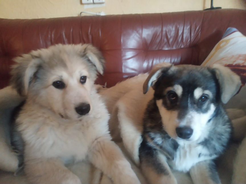 Щенок в добрые руки