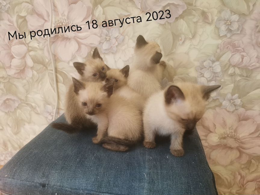 Продам котят, порода Тайская, чистокровные