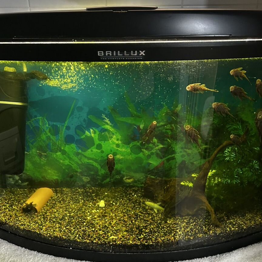 Аквариум с рыбками