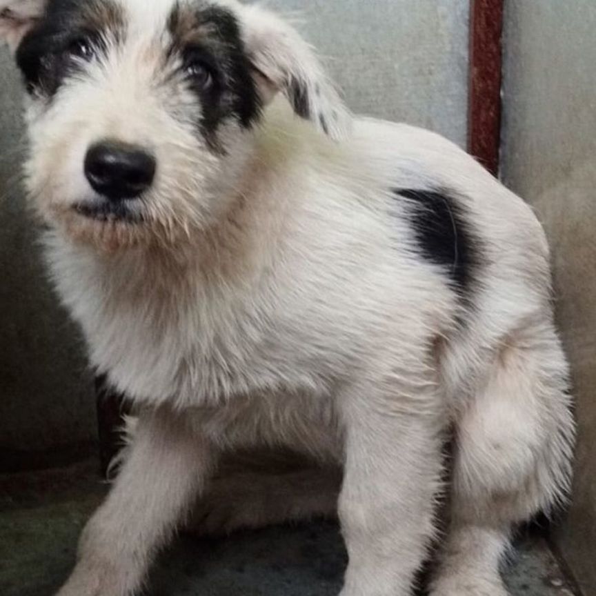 Помогите собакам