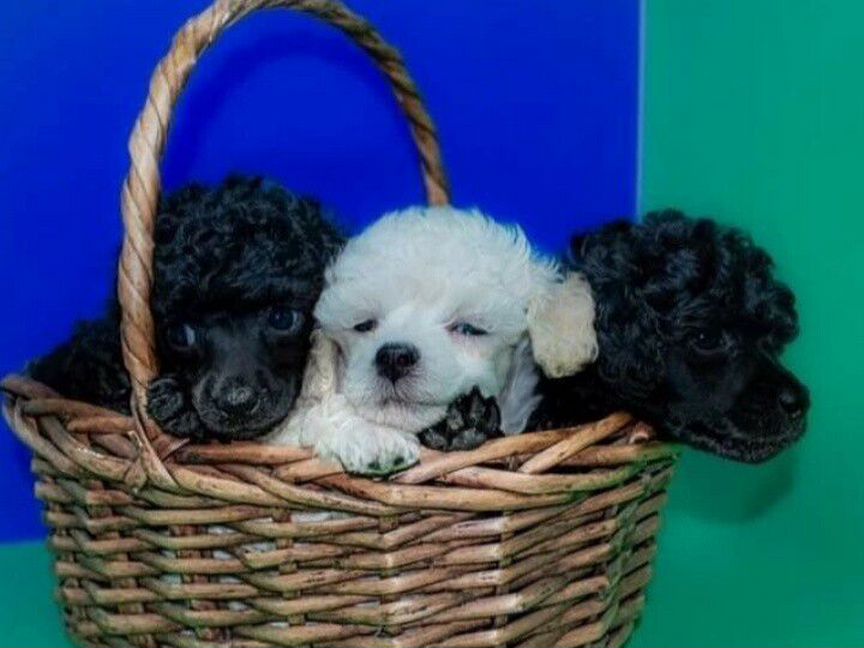 Той пудель, девочка