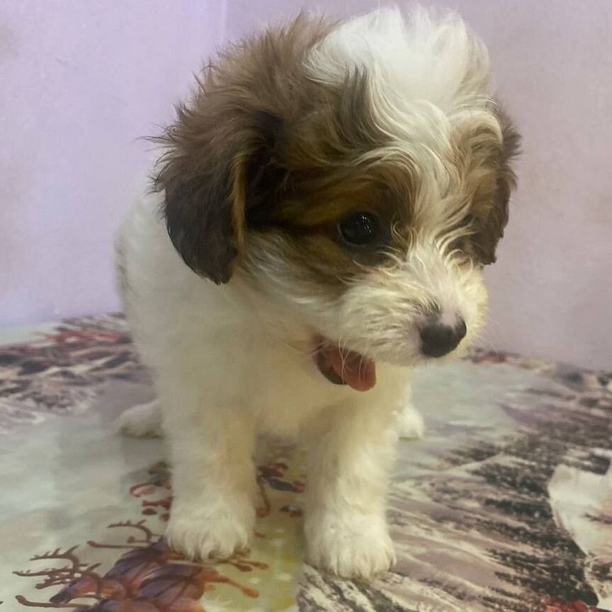 Щенки мальтипу f2