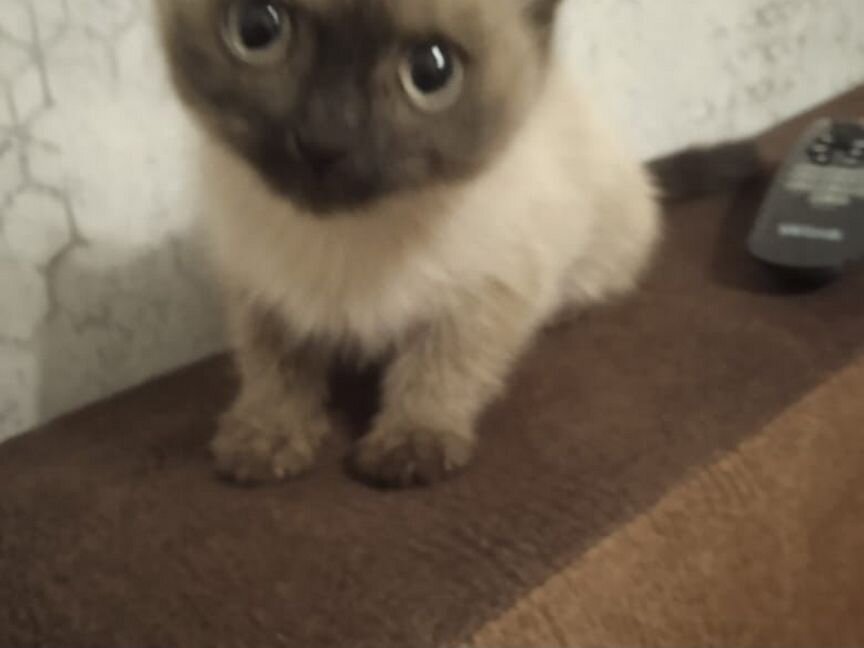 Котенок Гав