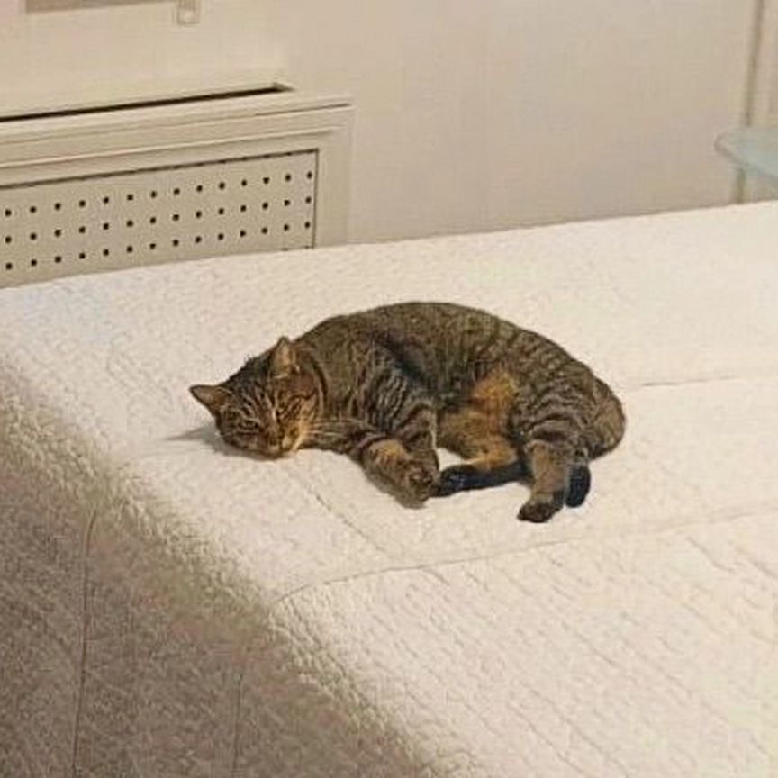 Хочу домой Помогите Плюше