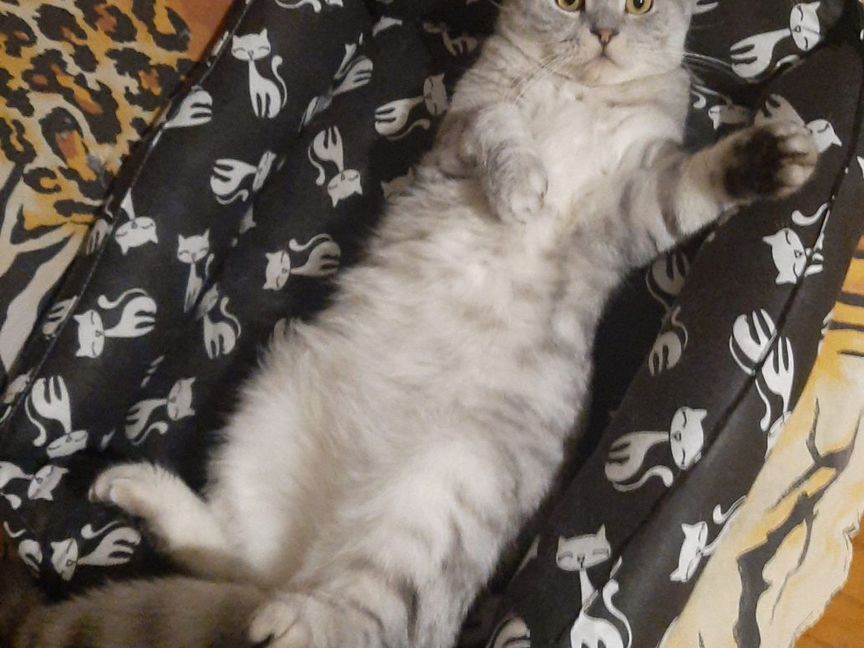 Продаётся Шотландский кот