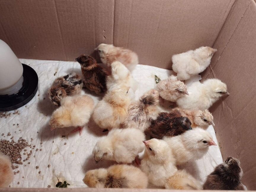 Цыплята суточные