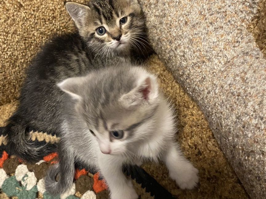 Кошка