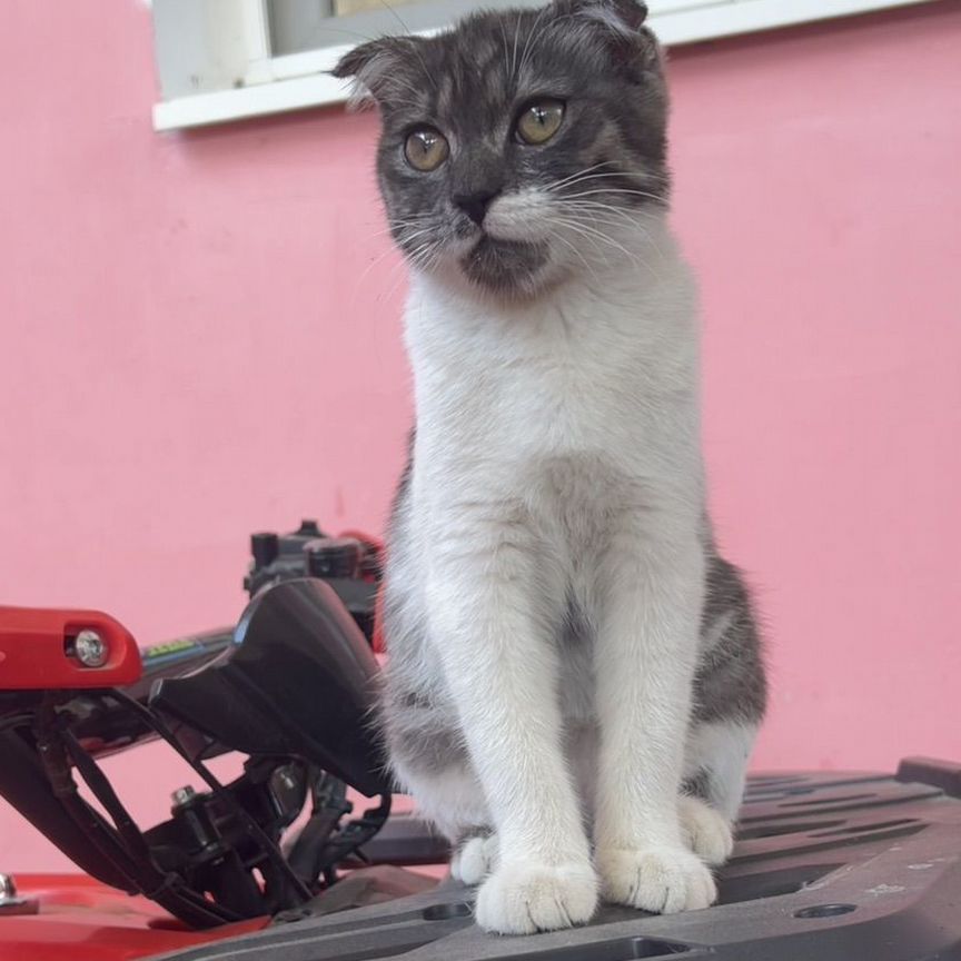 Шотландская Вислоухая