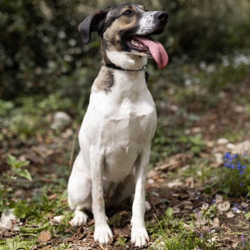 Взрослая собака в добрые руки