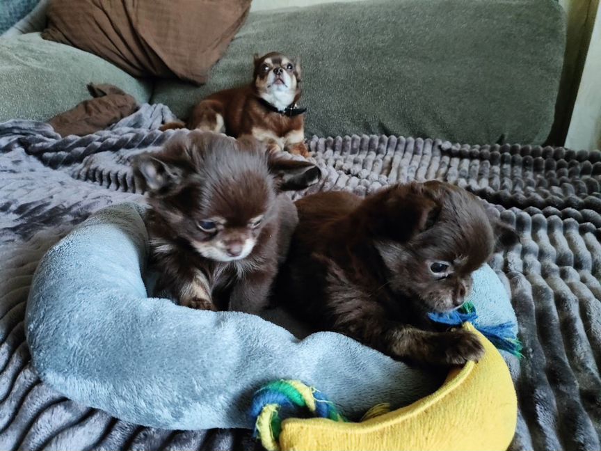 Девочки чихуахуа шоколадные