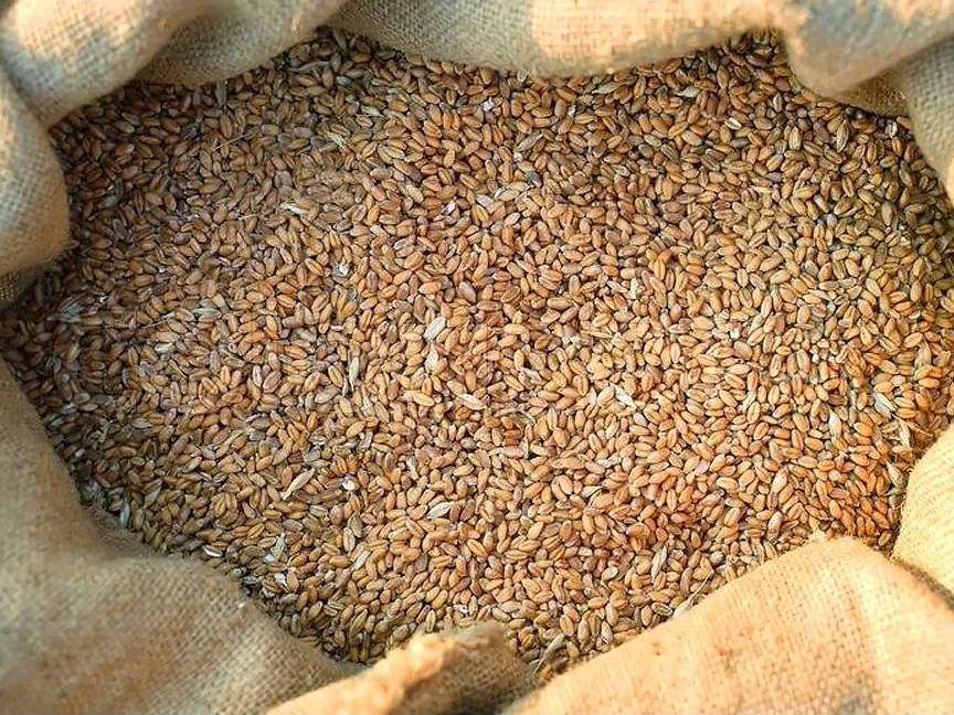Зерно пшеницы отборное