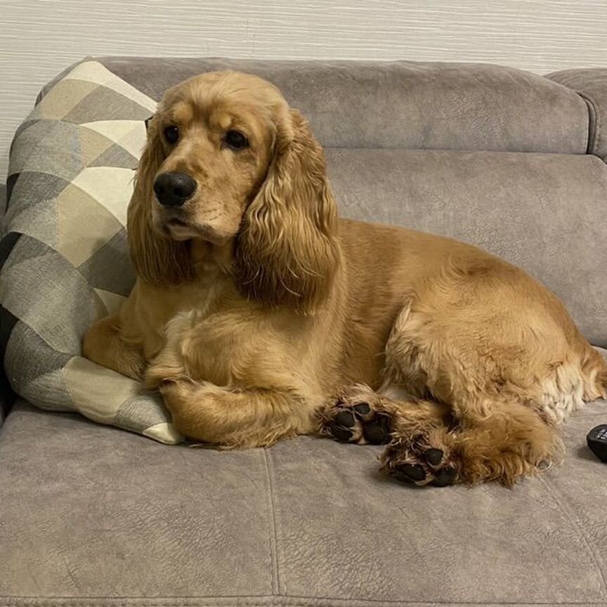 Кокер спаниель вязка