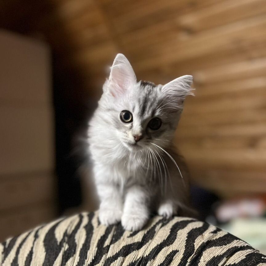Котенок в добрые руки