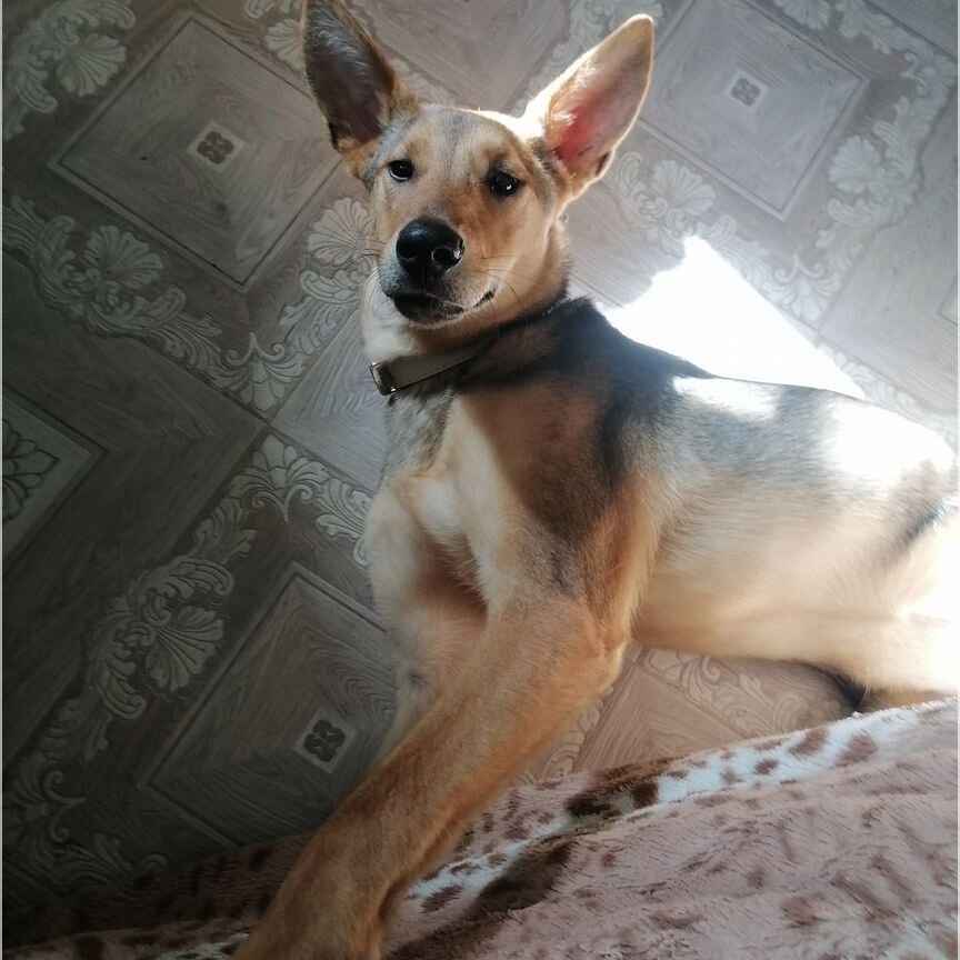 Отдам собаку любящему сердцу