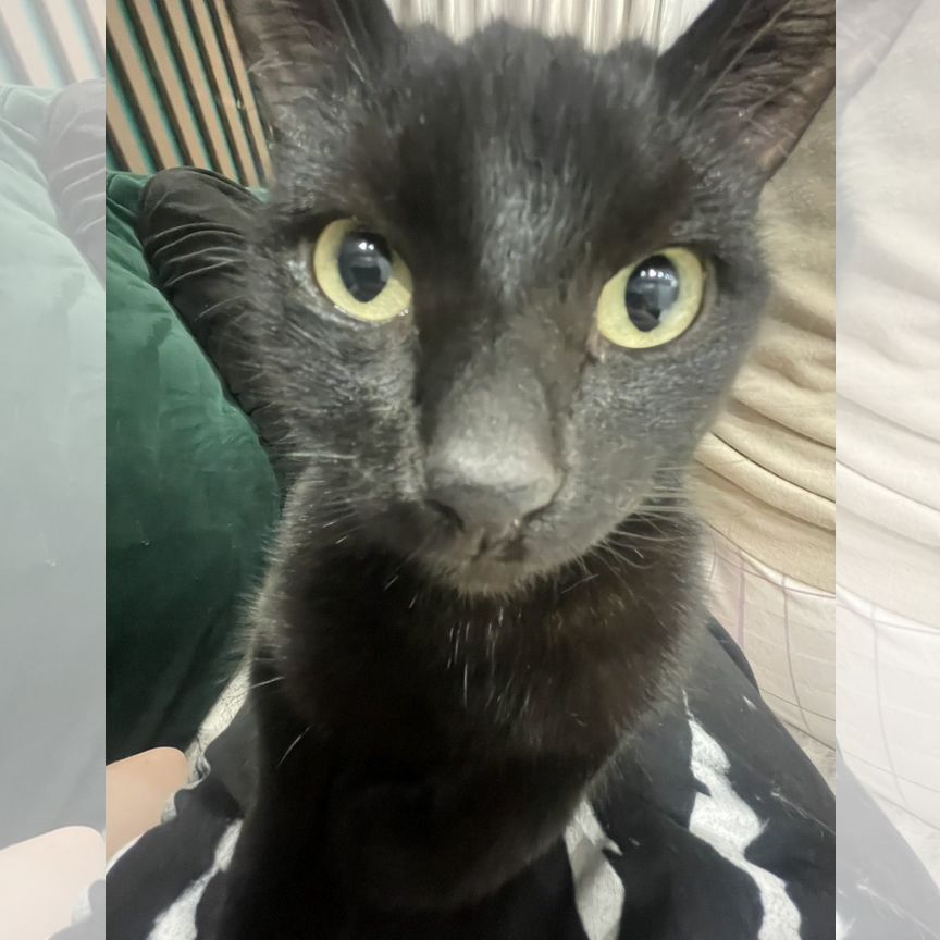 Котик в добрые руки