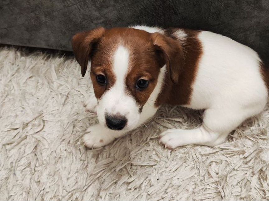 Щенок мальчик Джек Рассел терьер