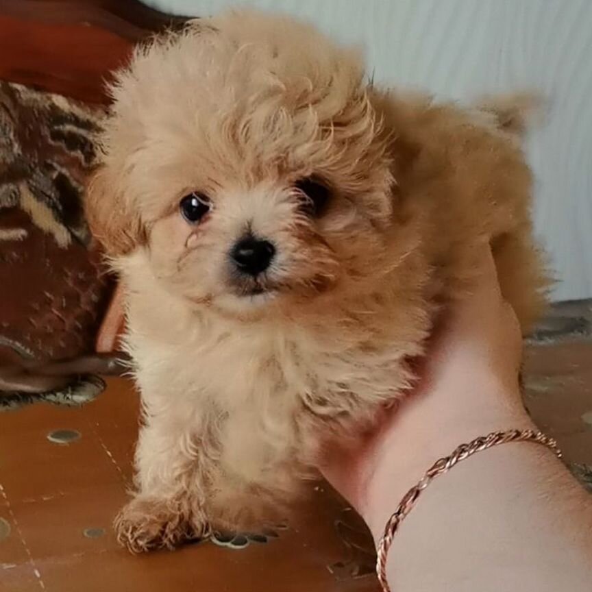 Мальтипу, щенок