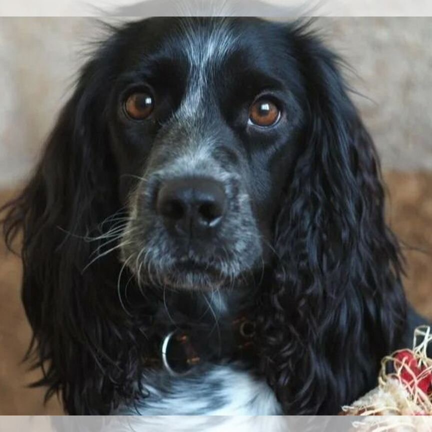 Русский спаниель