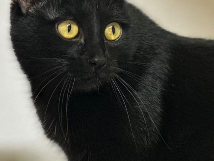 Кошка