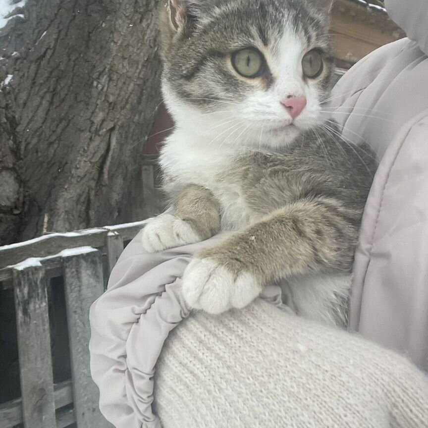 Отдам котенка