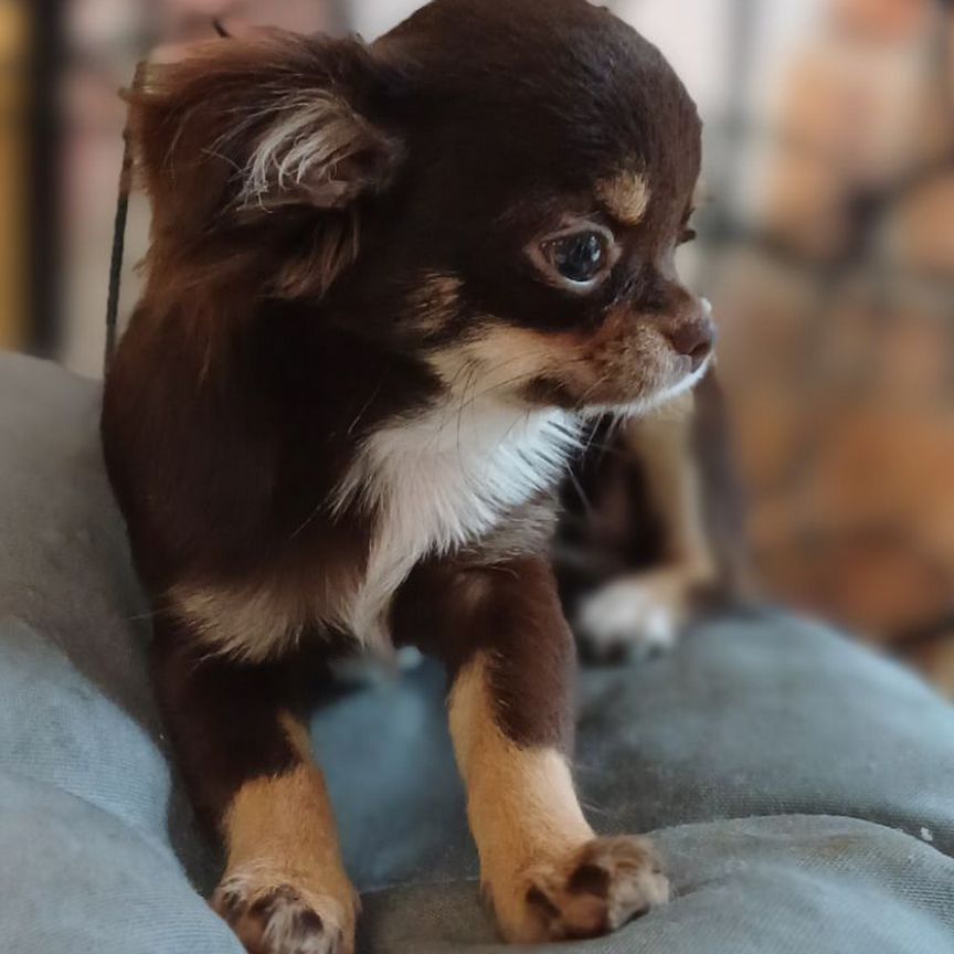 Чихуахуа мини девочка