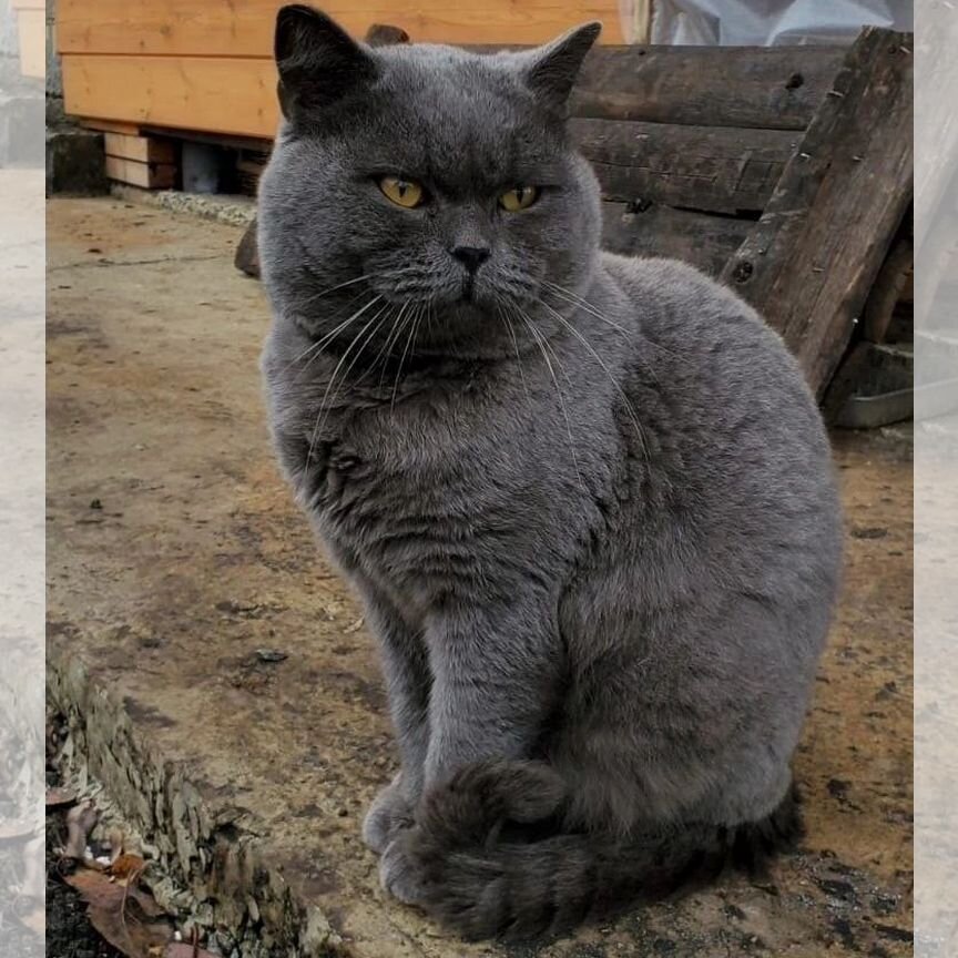 Котята в добрые руки бесплатно мальчик