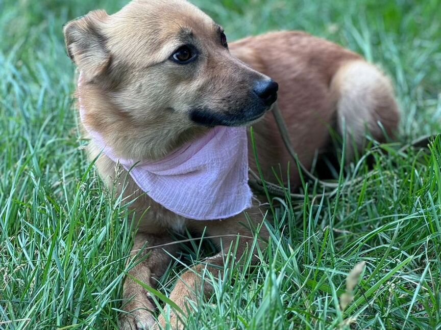 Собака Нежная Меренга