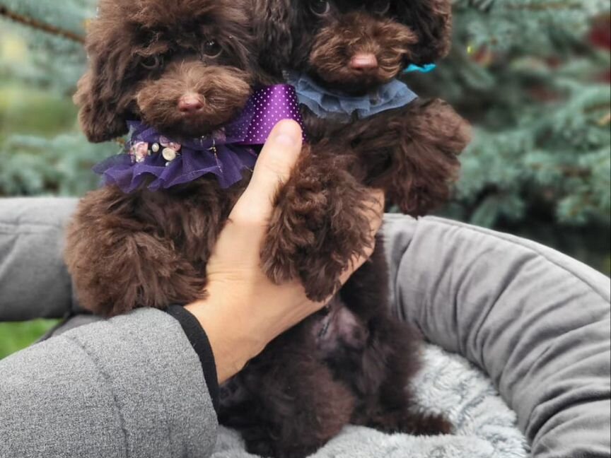 Мальтипу шоколад