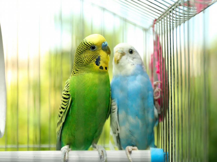 Передержка мелких домашних животных