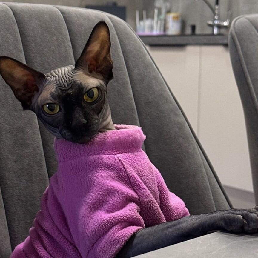 Канадский сфинкс