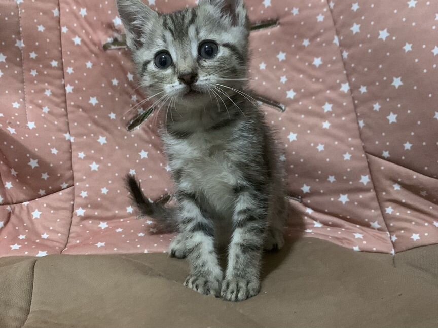 Котятки в добрые руки