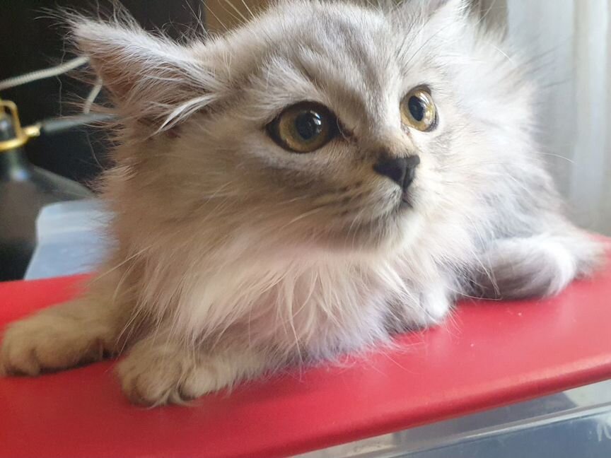 Котята в добрые руки бесплатно