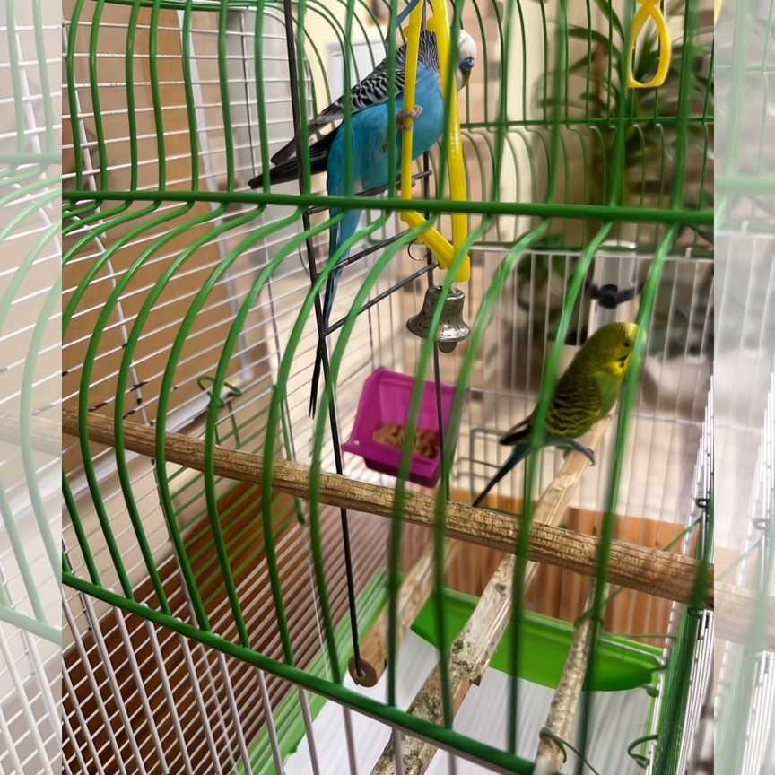 Волнистые попугаи (2 штуки )