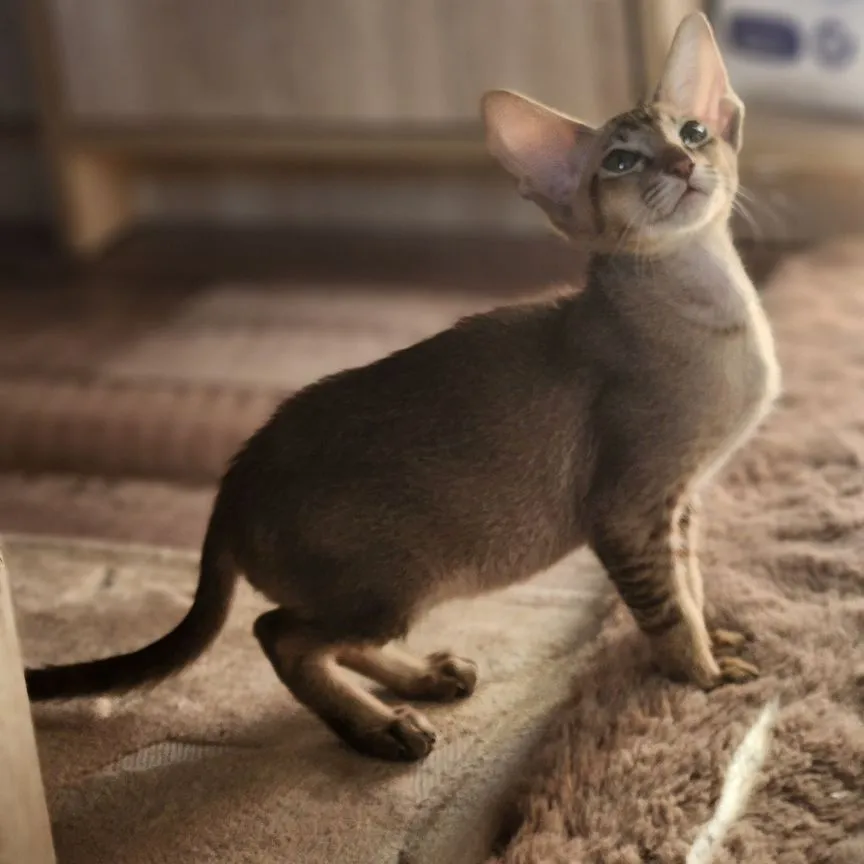 Ориентальный котик
