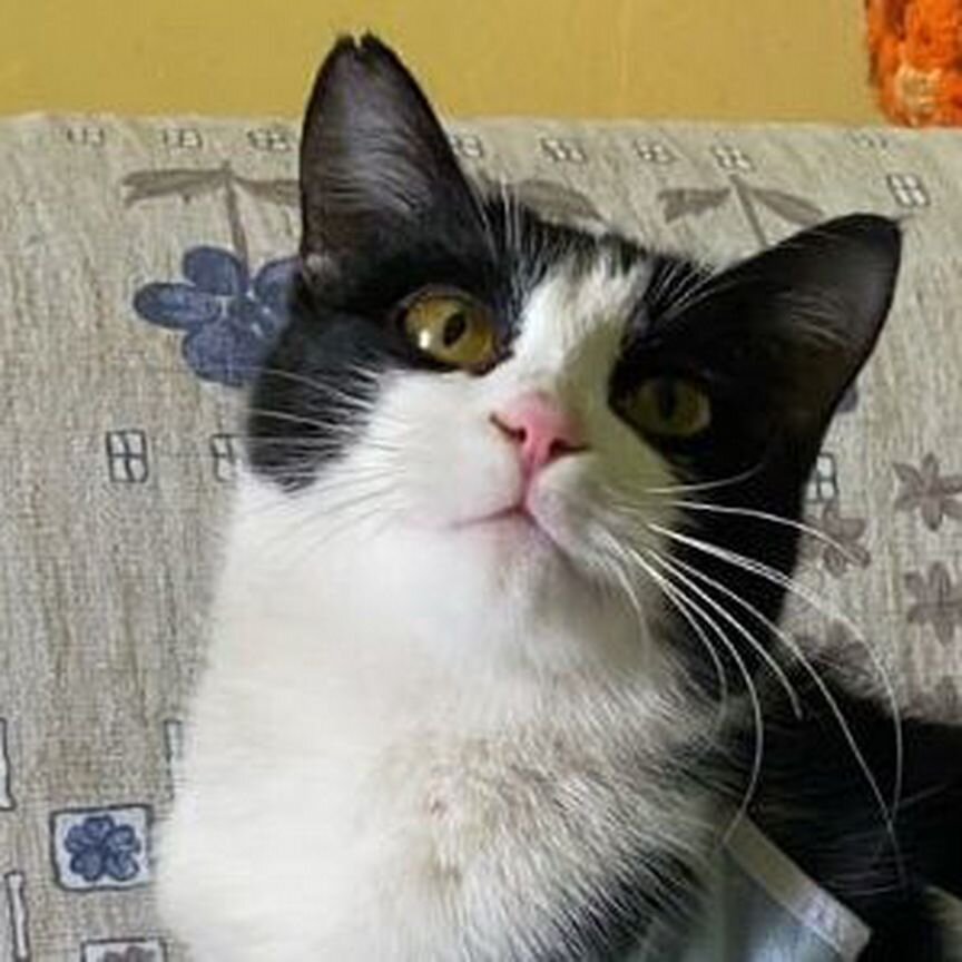 Котята в добрые руки бесплатно Крым