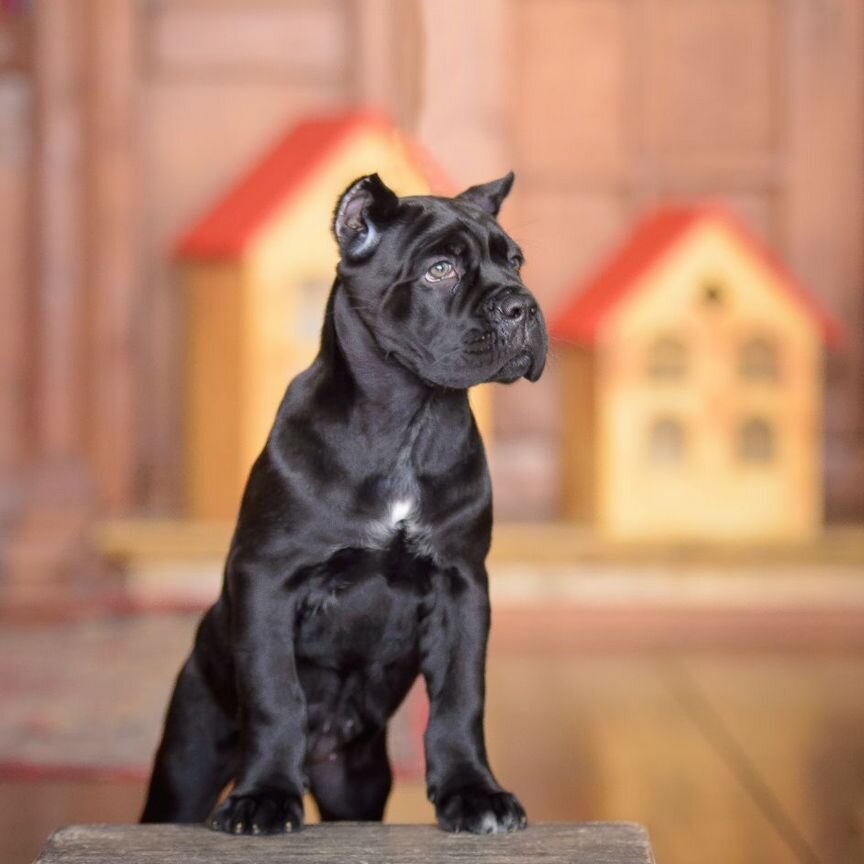 Девочки Кане корсо