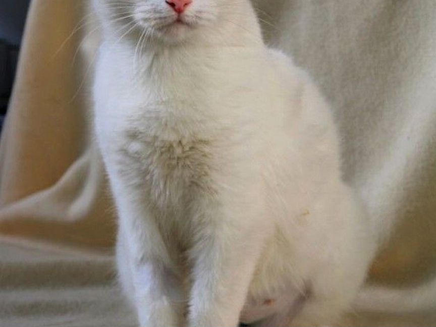 Белка ищет свою семью (2г., стерилизована)