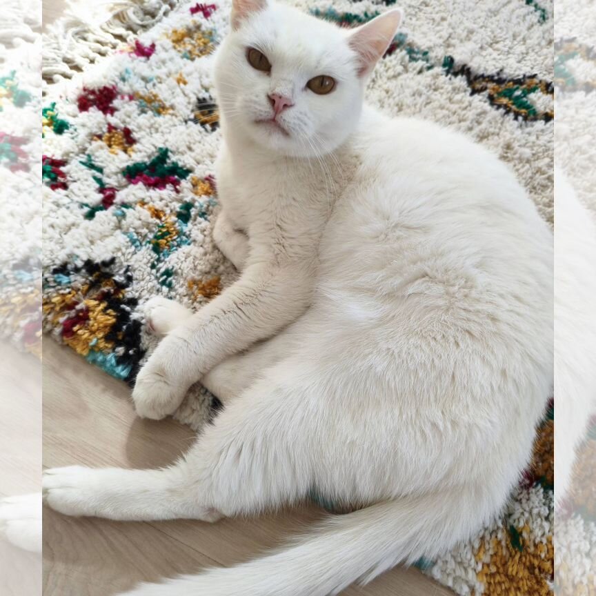 Взрослая, кошка в добрые руки