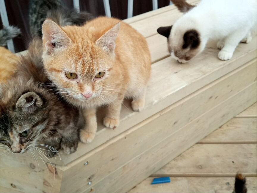 Котики с любовью ухаживаю