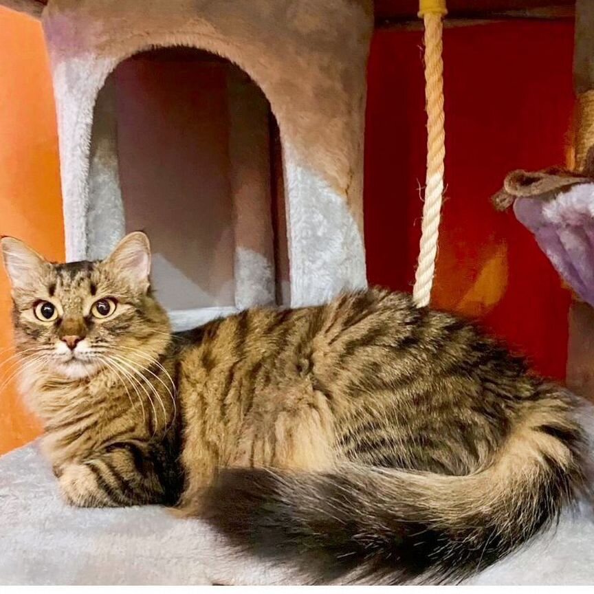 Спасенная малышка ищет дом