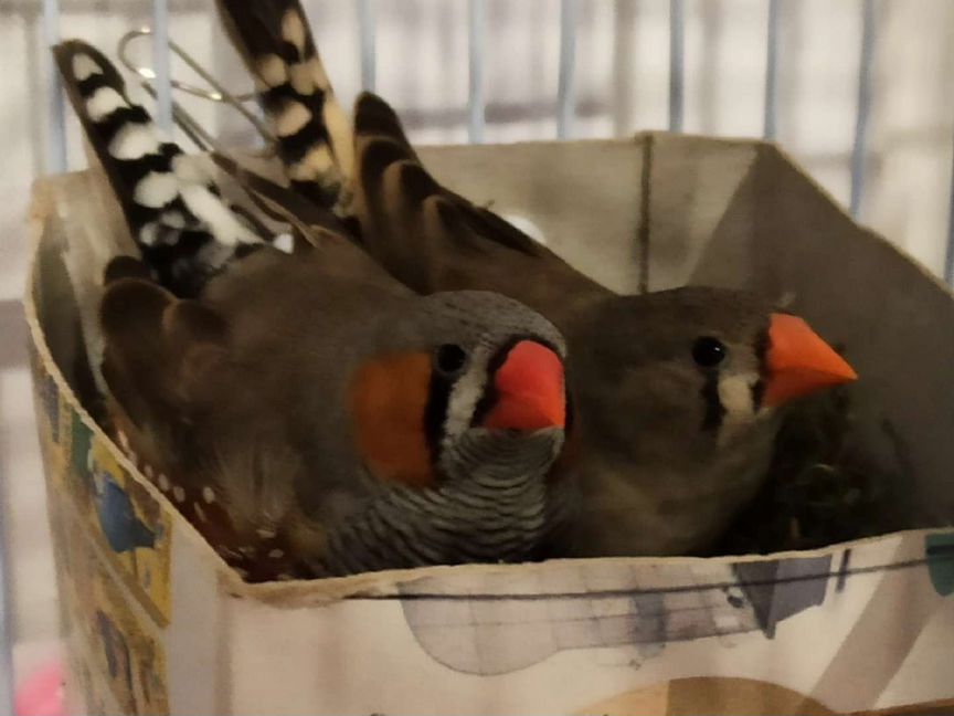 Птицы амадины