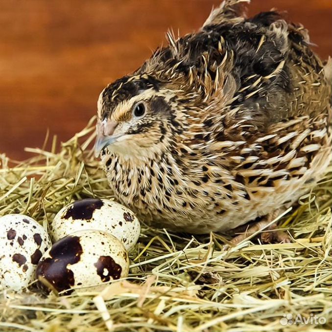 Перепела породы феникс. Чистопородные