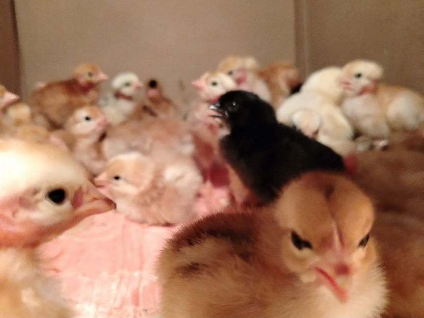 Цыплята голошейки редбро