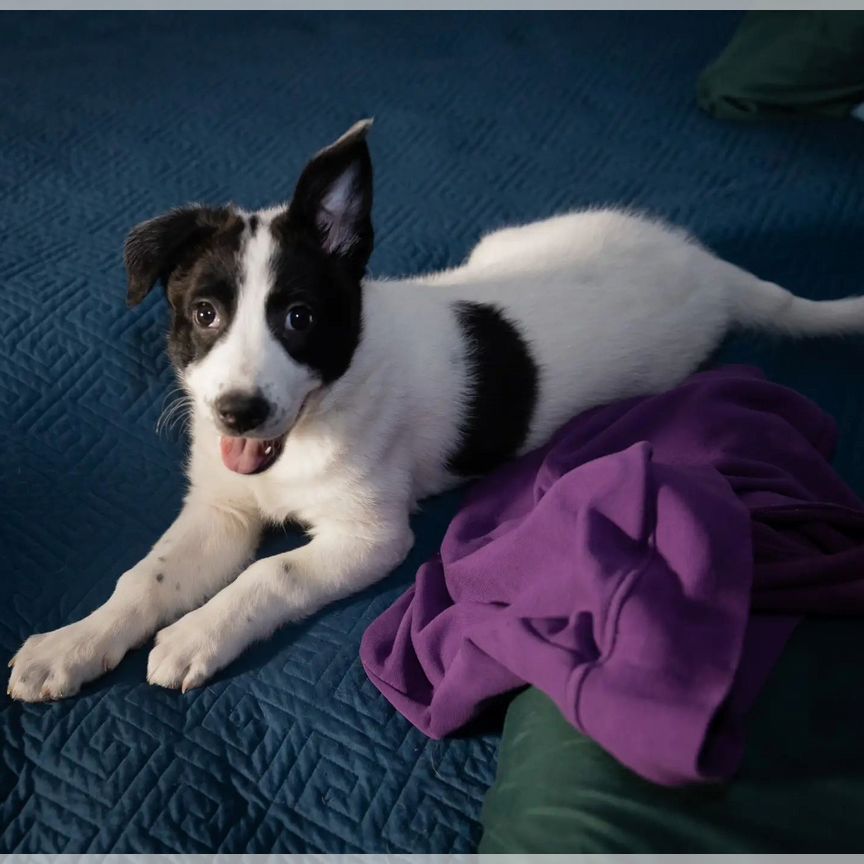 Щенок в добрые руки