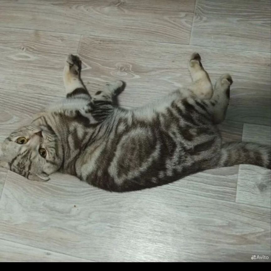 Продаётся кот