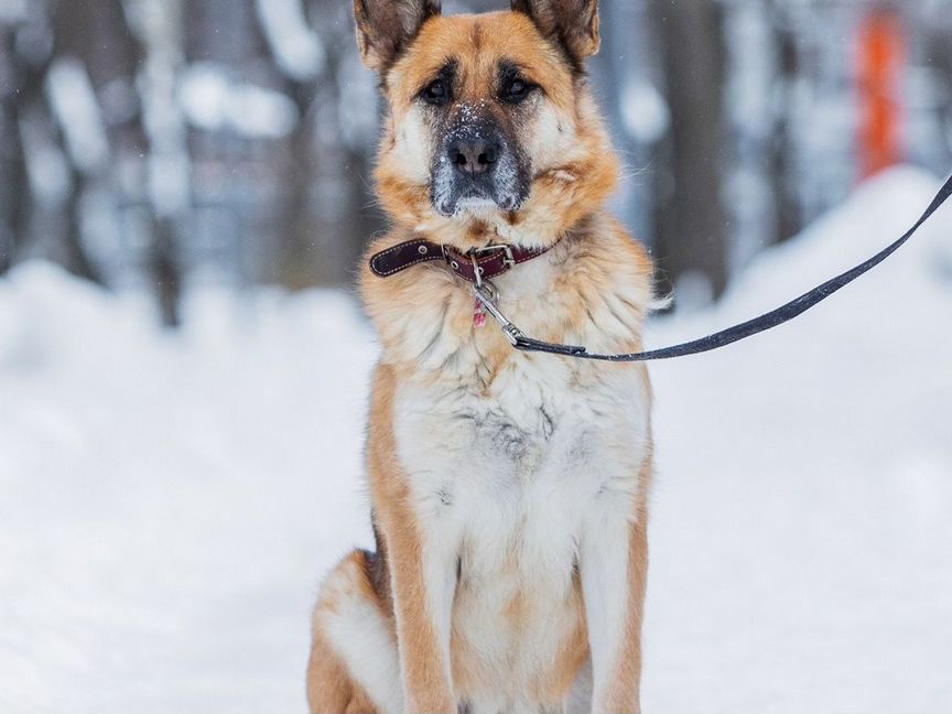 Алтай ищет дом