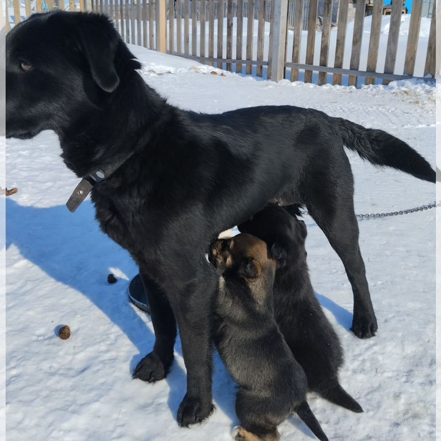 Лабрадор-ретривер, взрослая собака