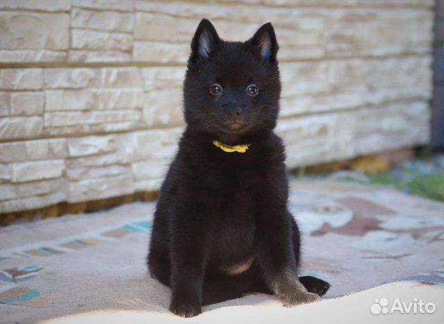 Щенки шипперке