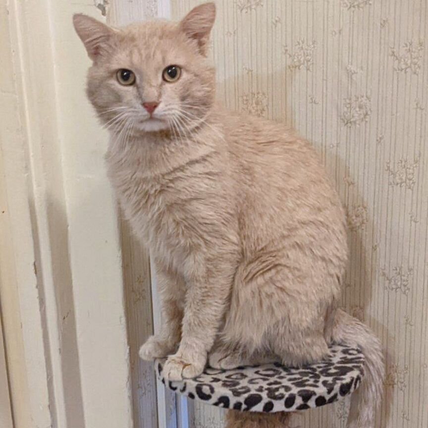 Передам кота другому хозяину