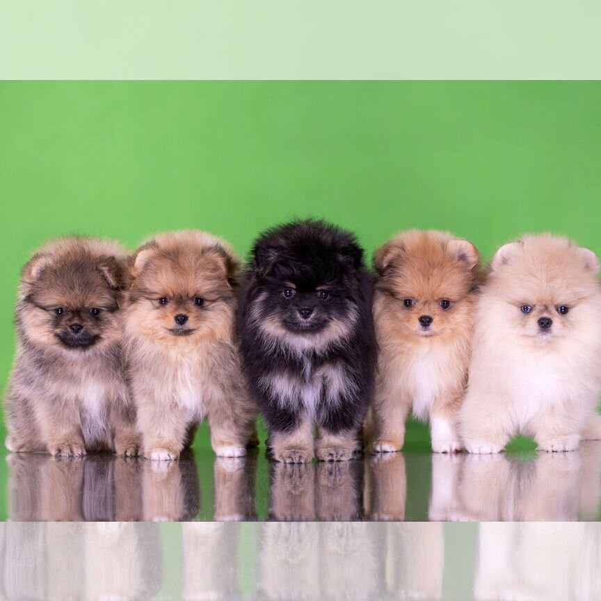 Померанский шпиц, щенок